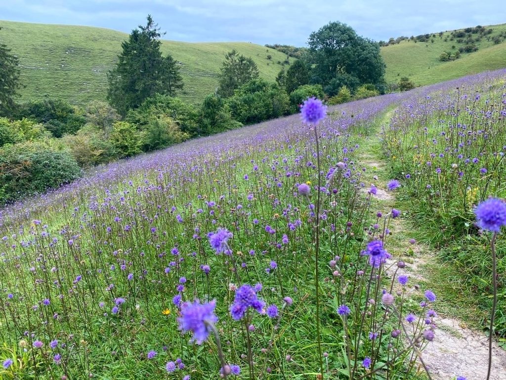 Hilltop and Holywell Guided Walk - Revoluton