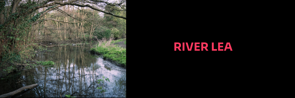 Undercurrent Digital Archive - Revoluton